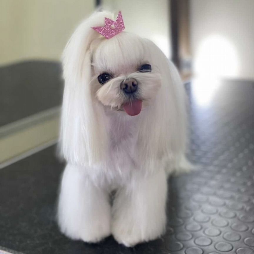 Мальтийская болонка, взрослая собака