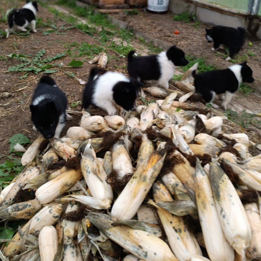 Лайка, щенок