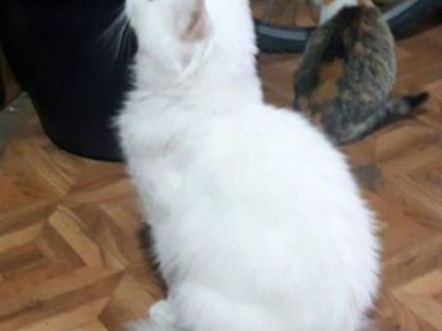 Турецкая ангора, шикарный котенок