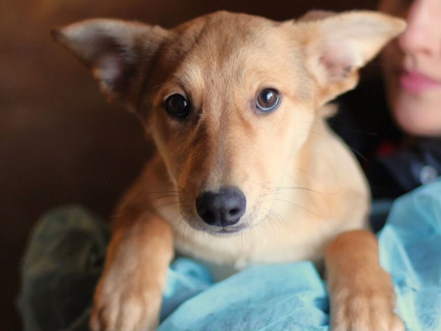 Щенок в добрые руки бесплатно