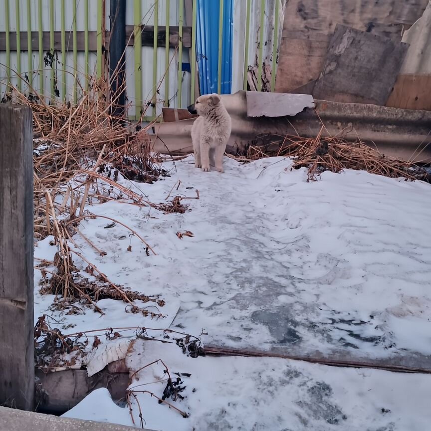 Щенок в добрые руки