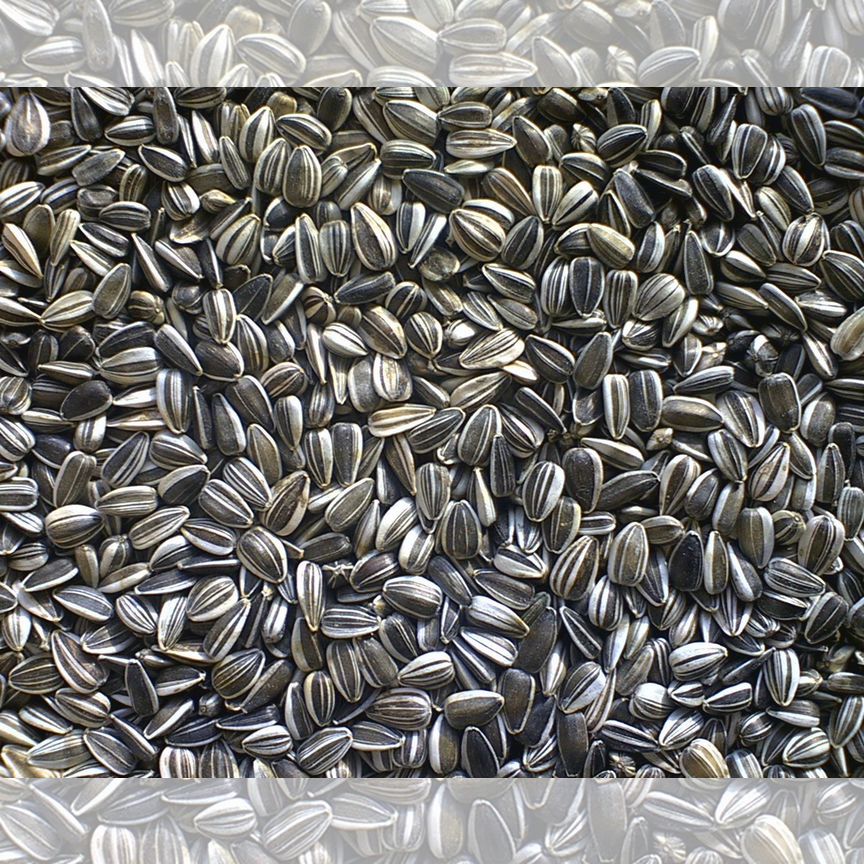 Семечки подсолнечника зерно