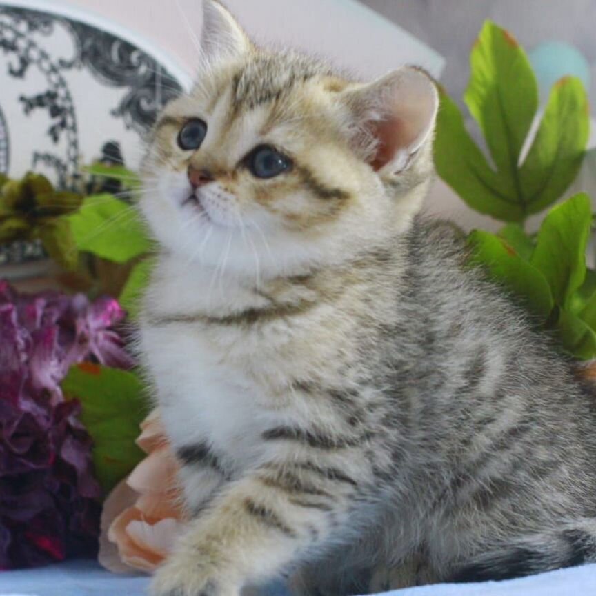 Котята с документами Плюшевые мишки