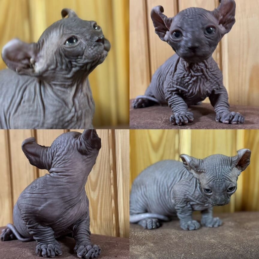 Канадский сфинкс котёнок