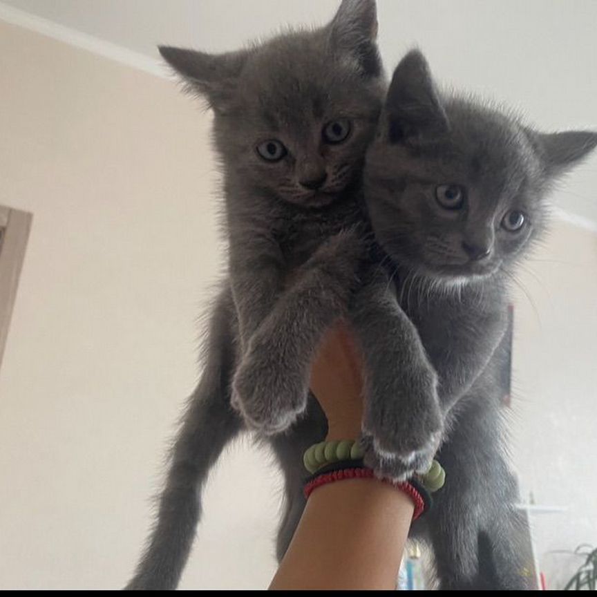 Котята Шотландские скотиш страйт