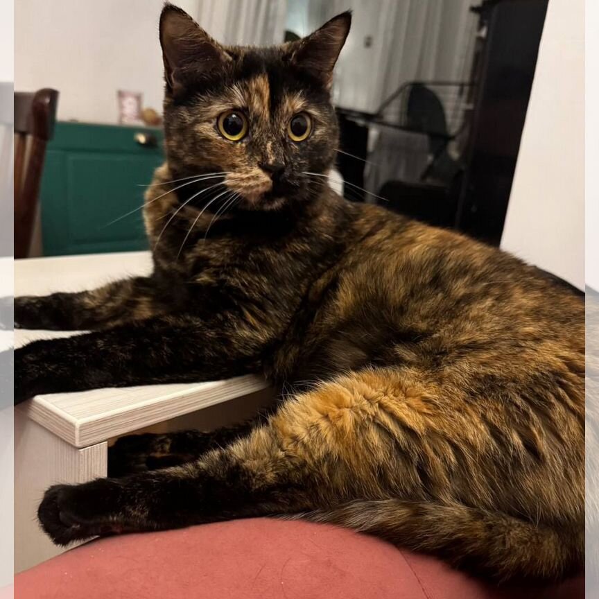 Британская короткошёрстная, взрослая кошка