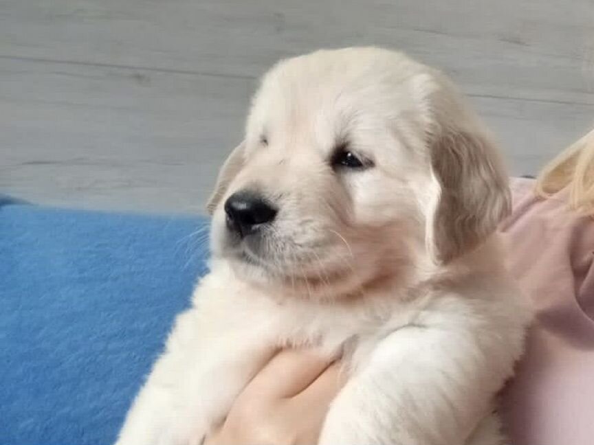 Золотистый ретривер