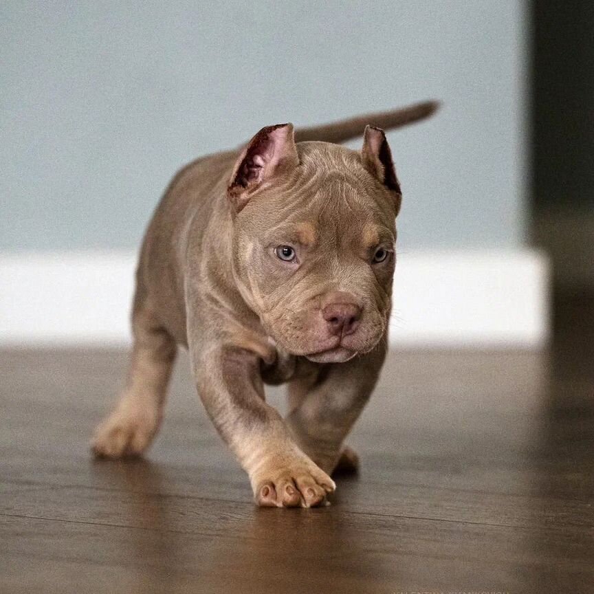 Американский булли