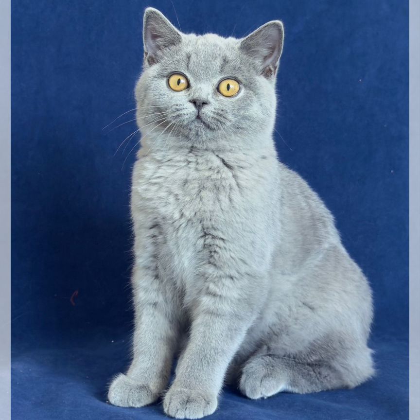 Британский короткошёрстный котёнок