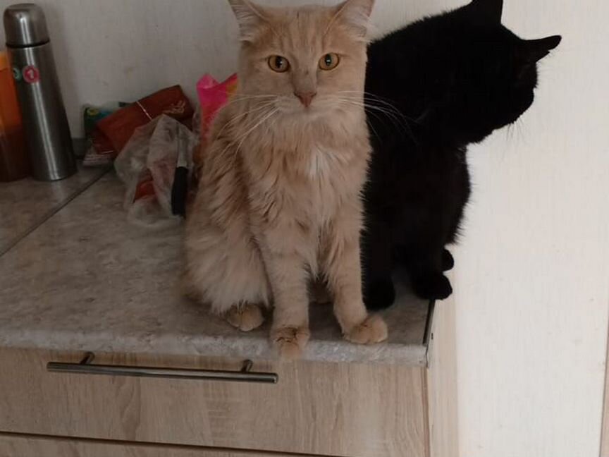 Котик в добрые руки