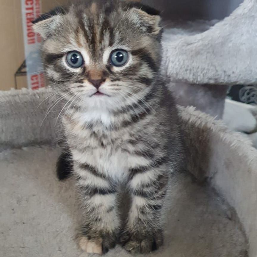Шотландские котята, девочки