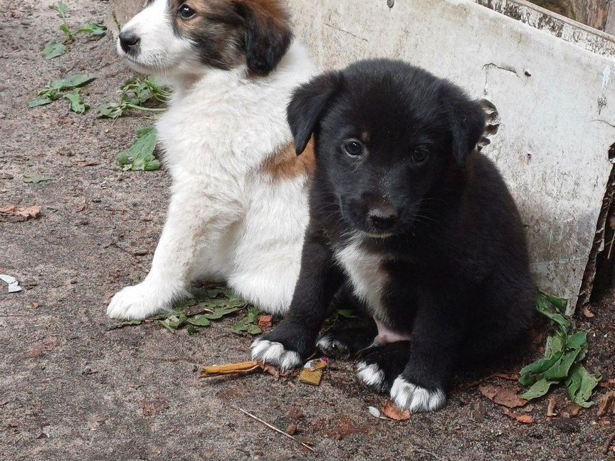 Щенки сторожевые