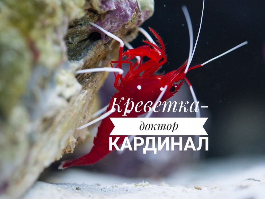 Креветка-доктор Кардинал, SM(креветка в наличии)
