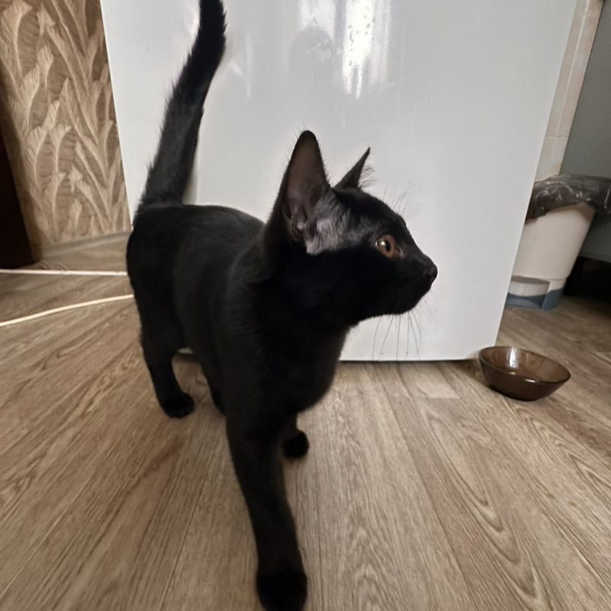 Сибирский котёнок