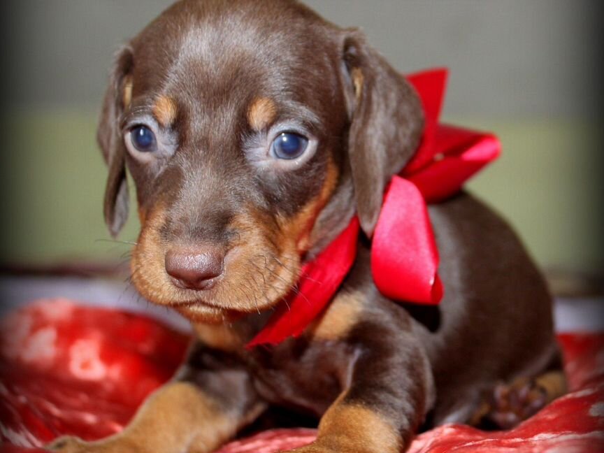 Щенки Таксы мини и стандарт (есть доставка)