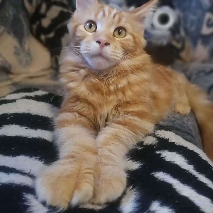 Котята мейн-кун полидакт