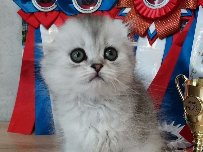 Домашние животные котята