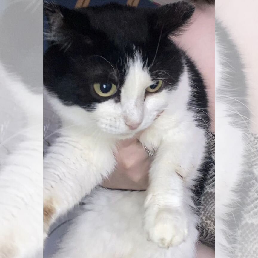 Взрослый кот в добрые руки