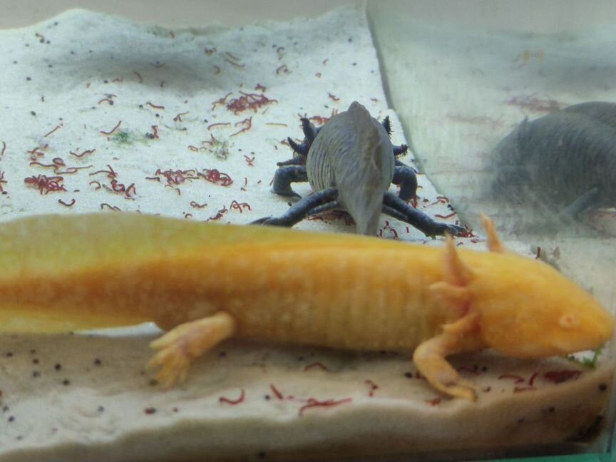 Аксолотль и др