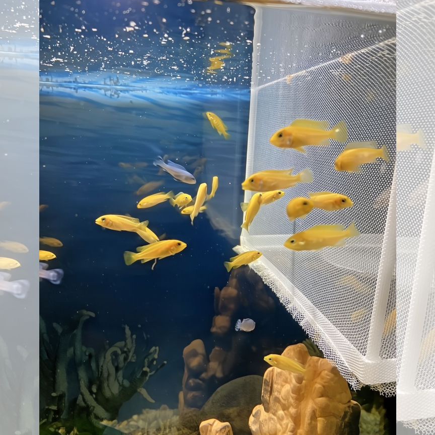 Цихлиды еллоу