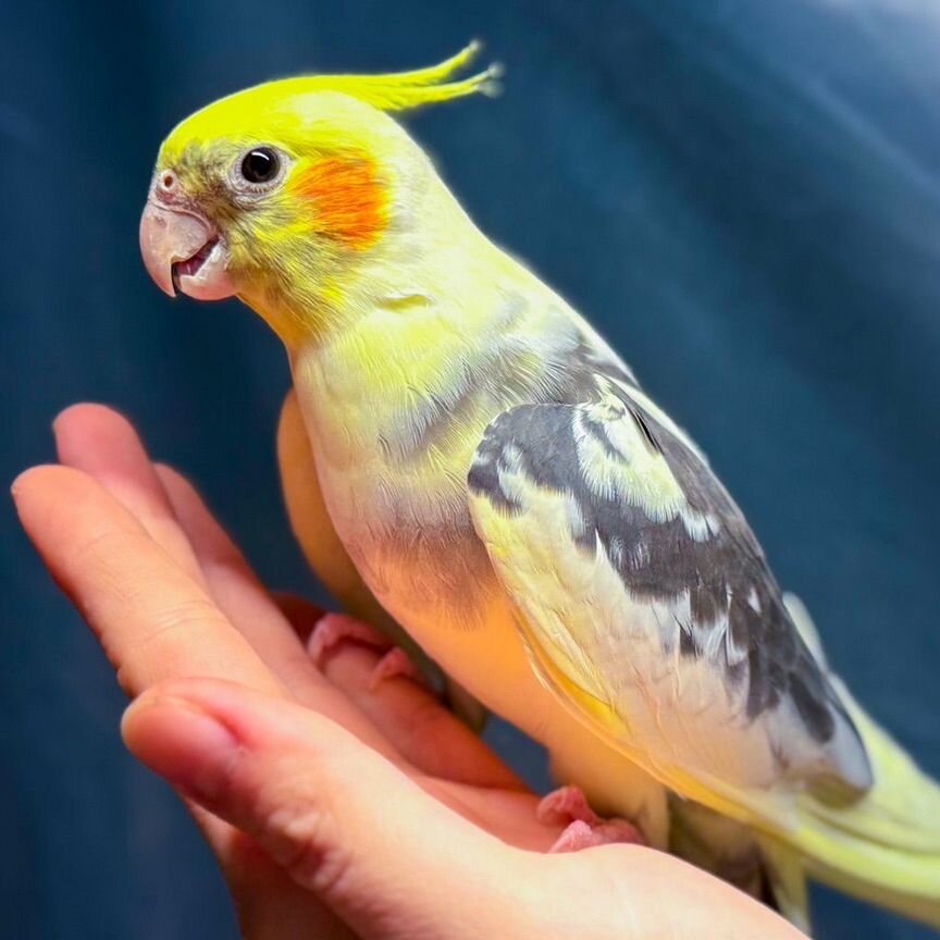 Попугай Корелла птенец 2,5 мес