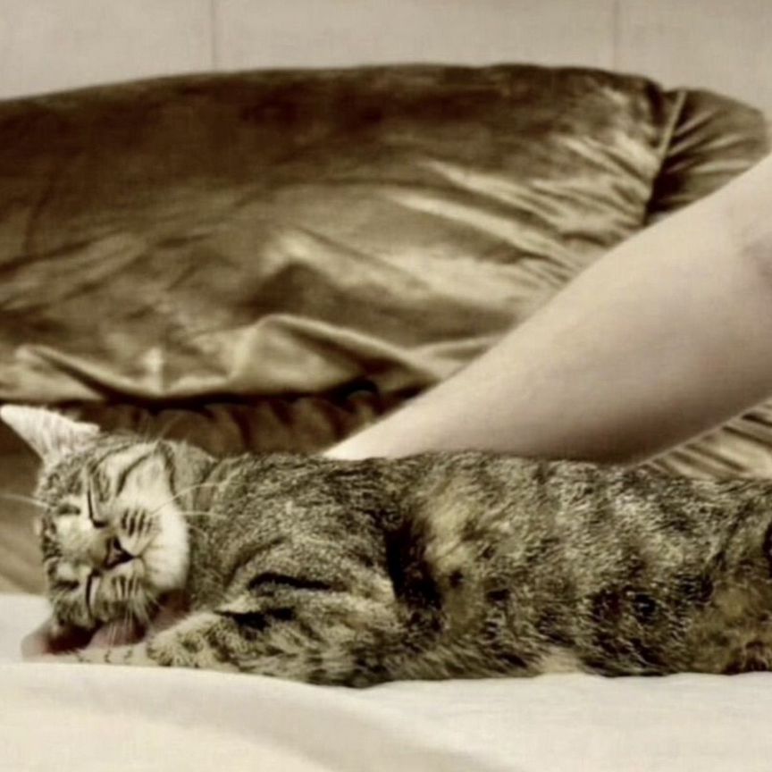 Взрослая, кошка в добрые руки