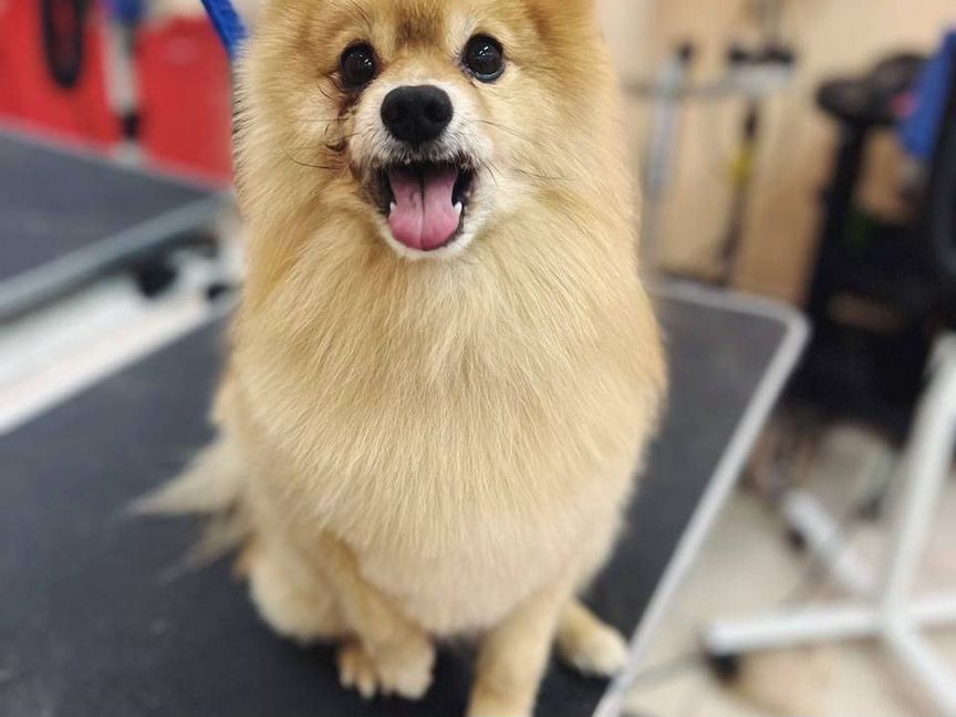 Шпиц в дар в добрые руки