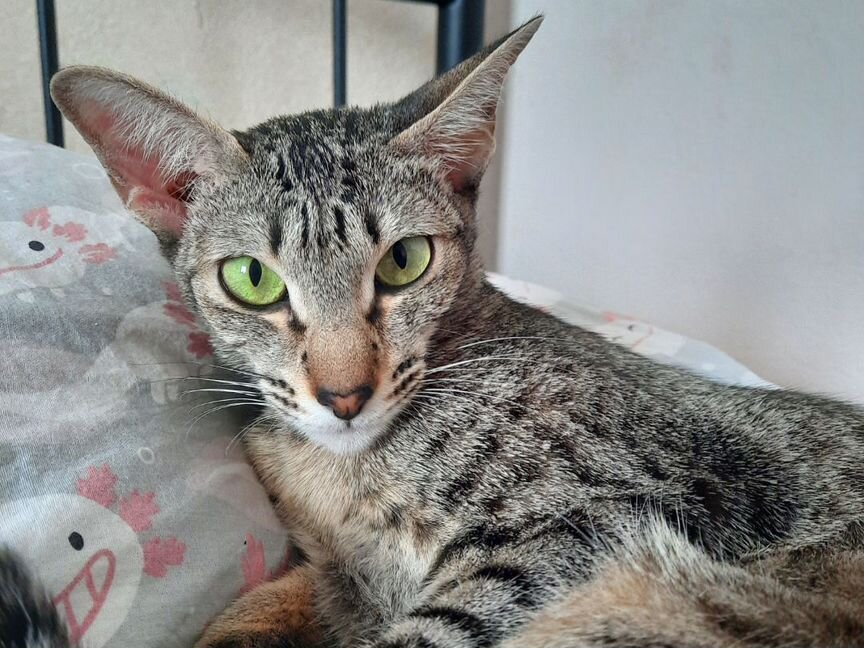 Скрещивание кошечки за котенка