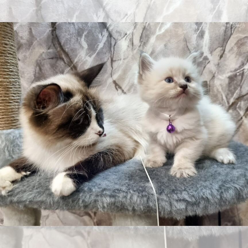 Невские маскарадные котята
