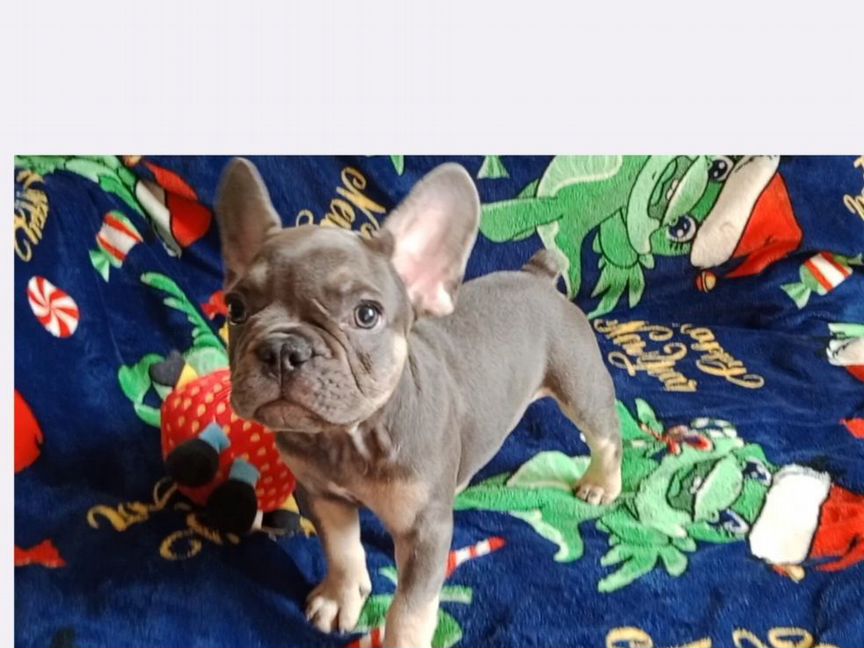 Бульдожка француз мальчик