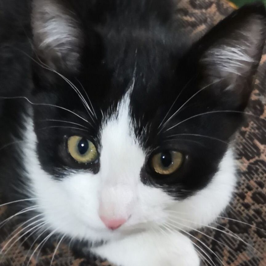 Котенок мальчик бесплатно