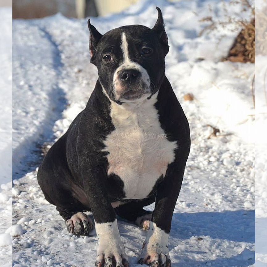 Американский стаффордширский терьер, щенок