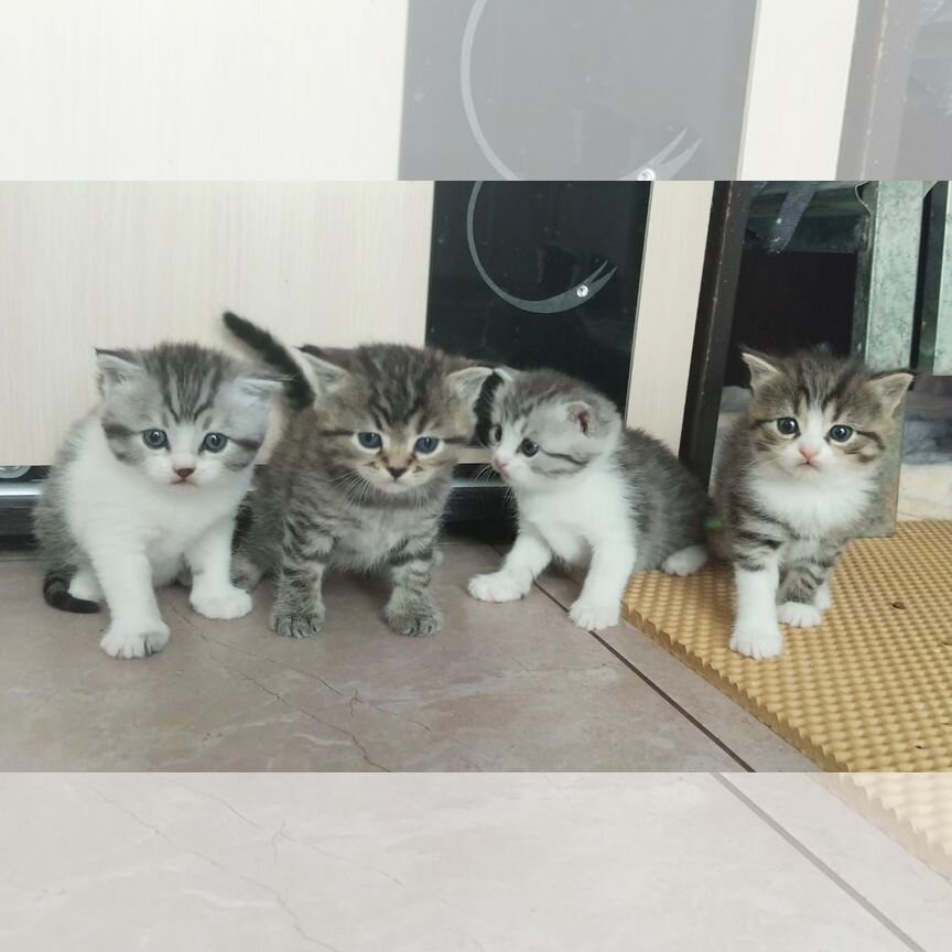 Без породные котята
