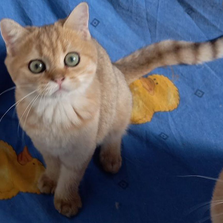 Британские котята золотая шиншилла