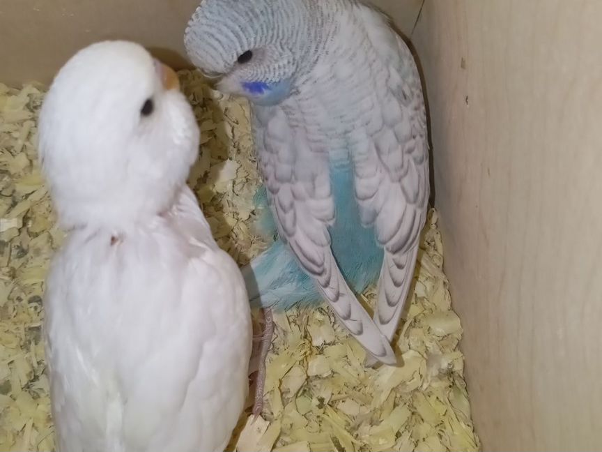 Волнистый попугай