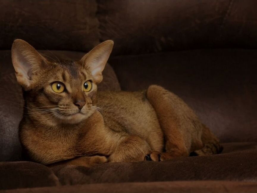 Вязка, кот абиссин