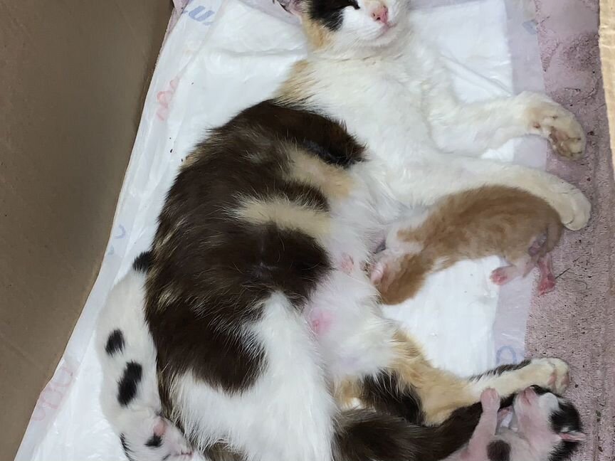 Котята в добрые руки