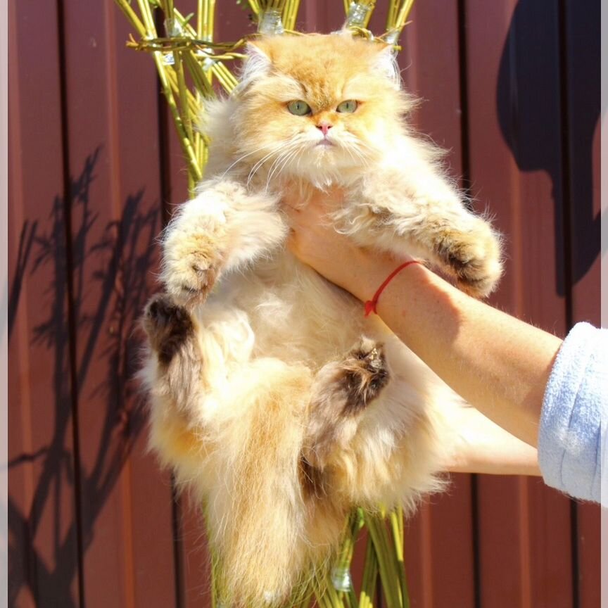 Британский длинношёрстный котёнок