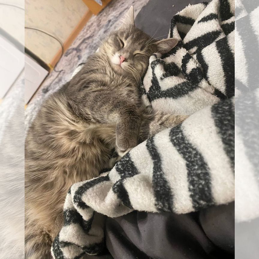 Кот
