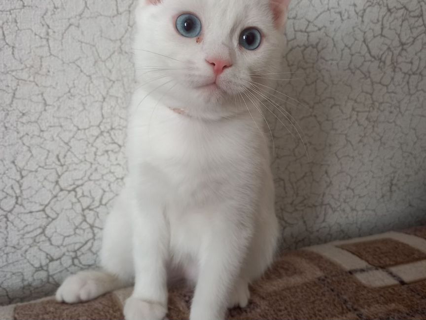 Белый котенок с голубыми глазами