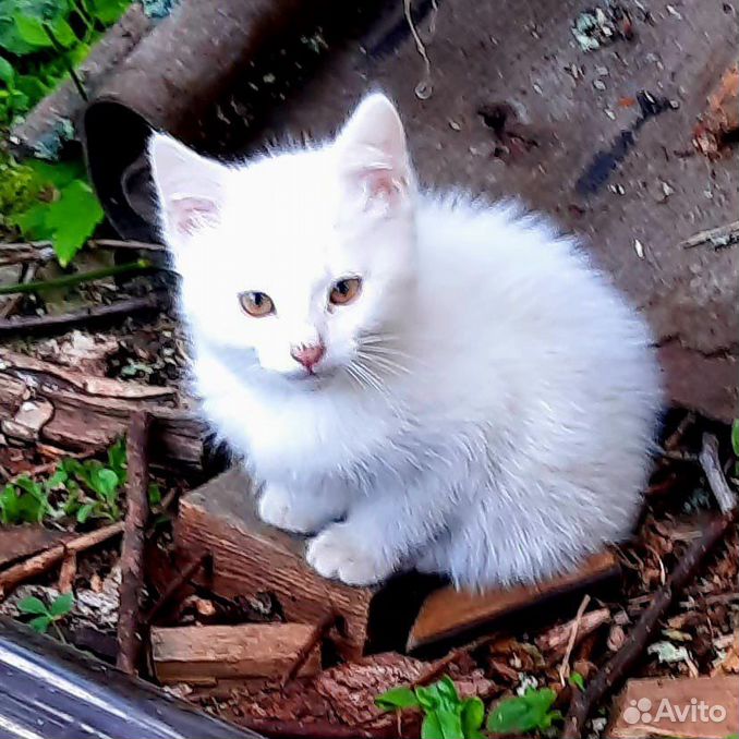 Белый котенок Пушок 2 месяца в добрые руки