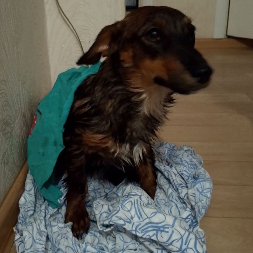 Взрослый пёс в добрые руки