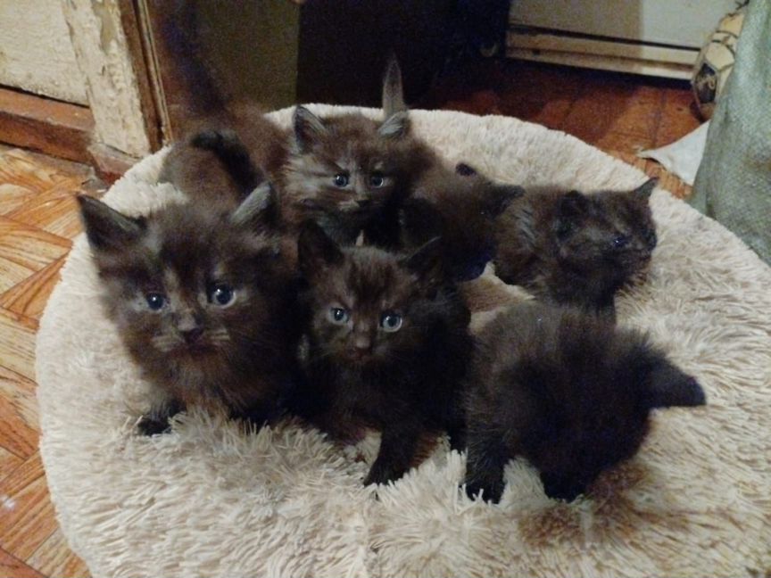 Котята и кошка