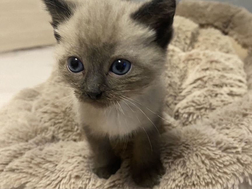 Сиамские котята