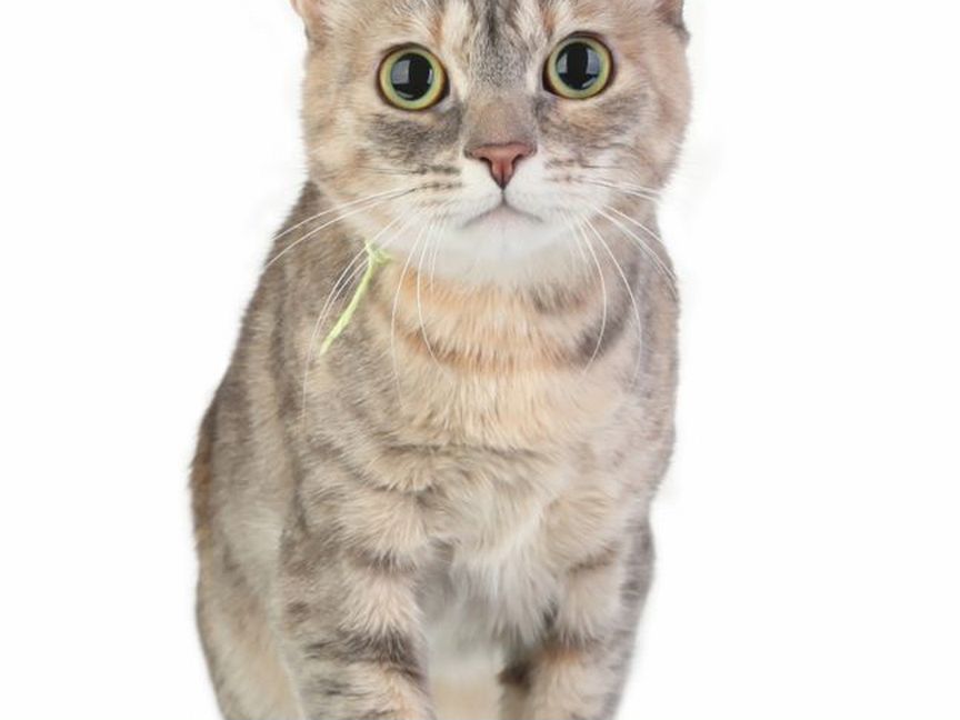 Кошка Марусенька в дар