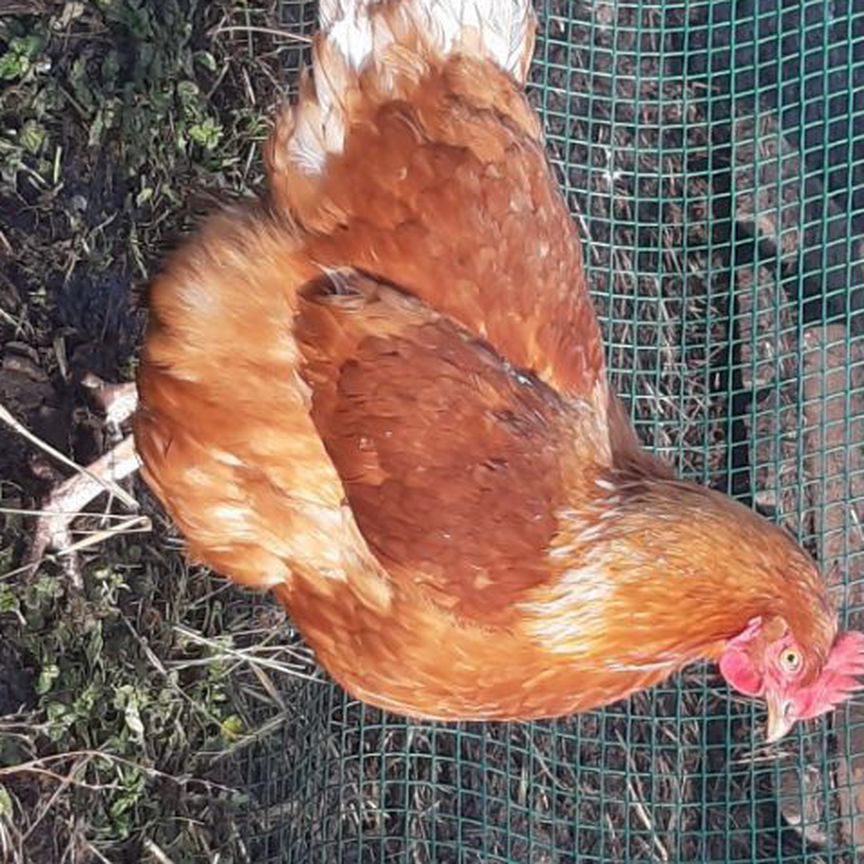 Продам куриц