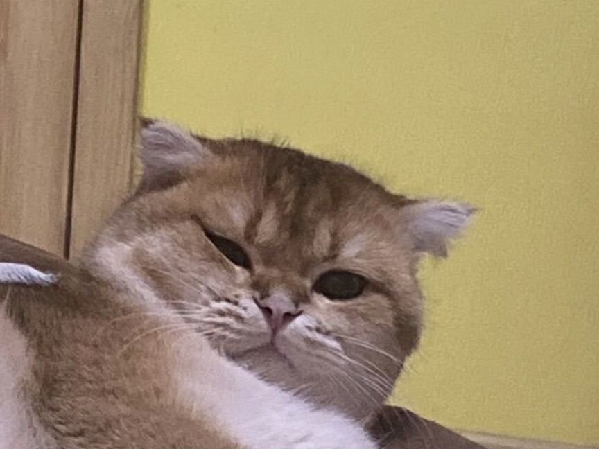 Кот золотая шиншилла