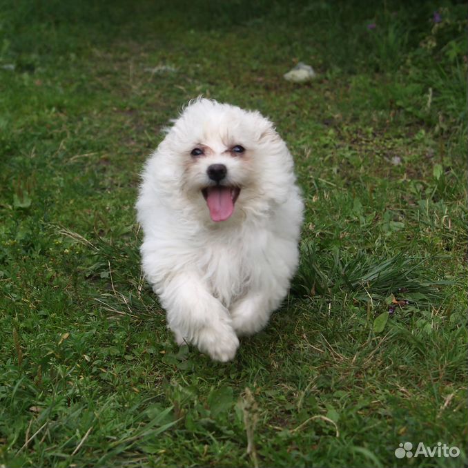 Мальтипу f2 стандарт, мальчик и девочка