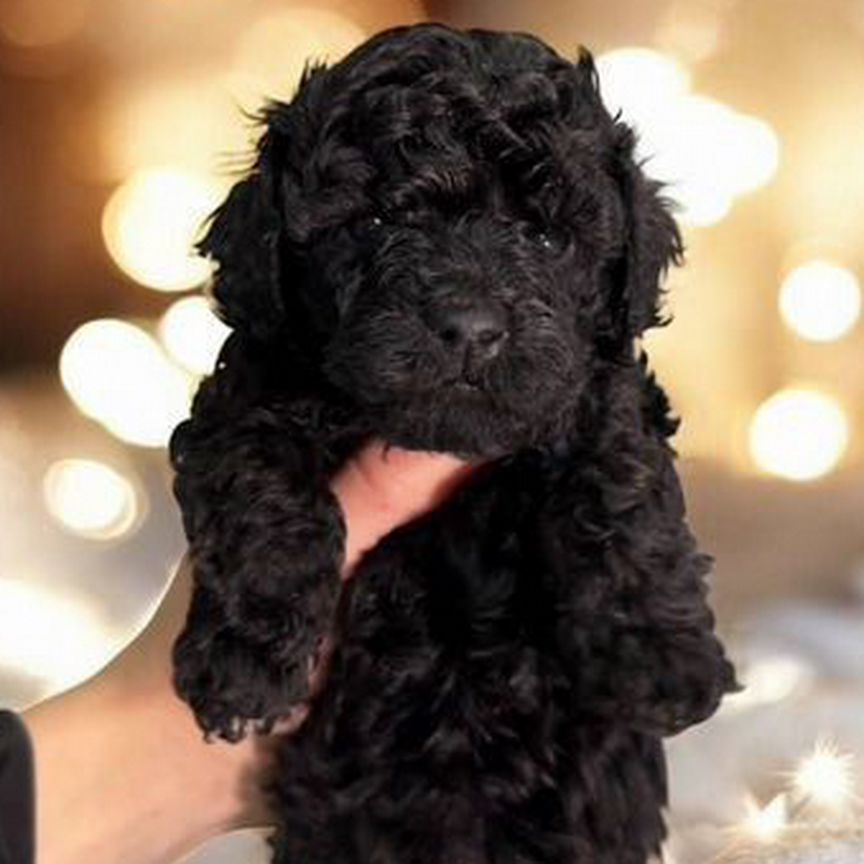 Той-пудель, щенок