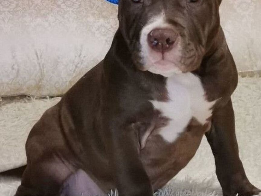 Американский булли стандарт